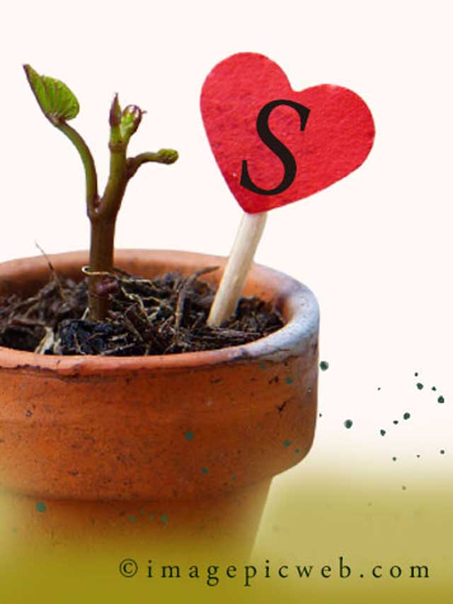 S Letter In Hd